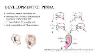 Anatomy and Embryology of External Ear.pptx