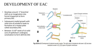 Anatomy and Embryology of External Ear.pptx