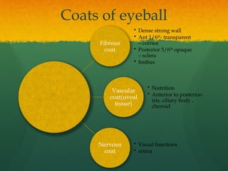 ANATOMY AND EMBRYOLOGY OF EYE 1st chapter.pptx