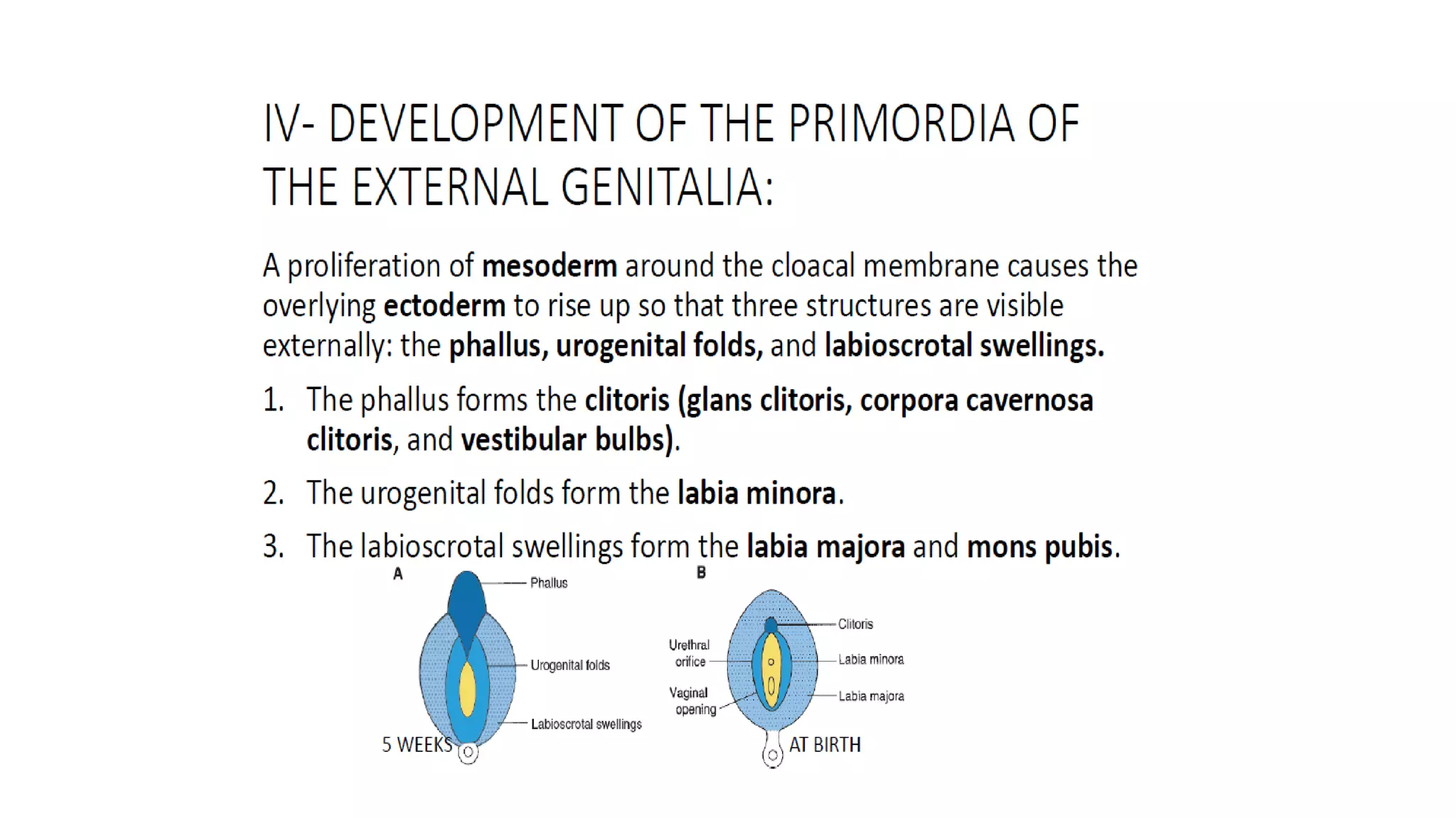 Anatomy and embryology of female reproductive system | PPTX