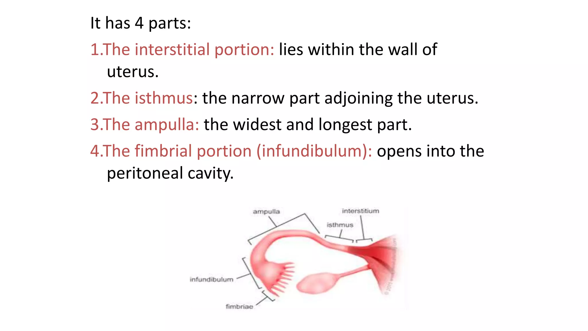 Anatomy and embryology of female reproductive system | PPTX