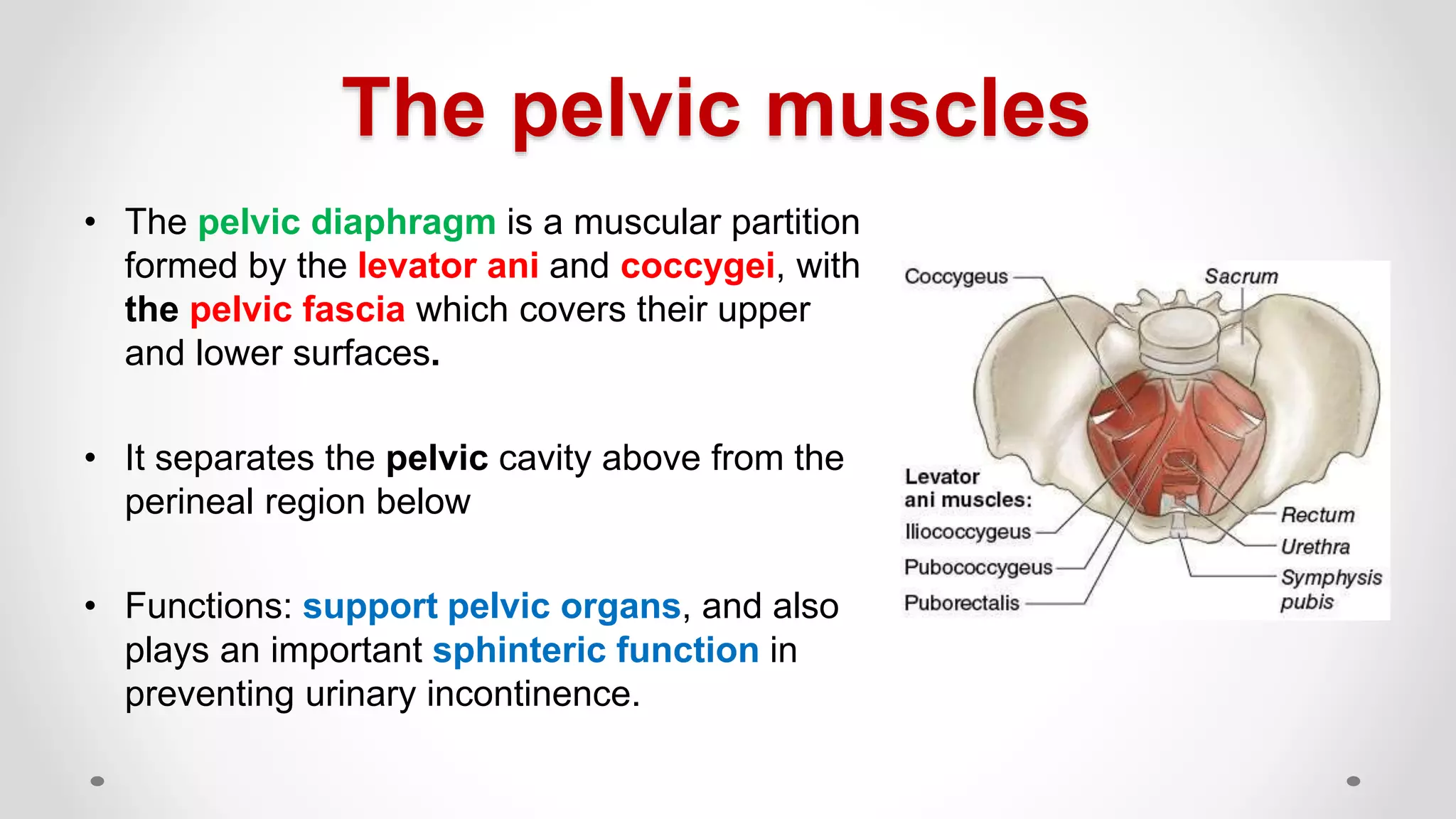Anatomy and embryology of female reproductive system | PPTX