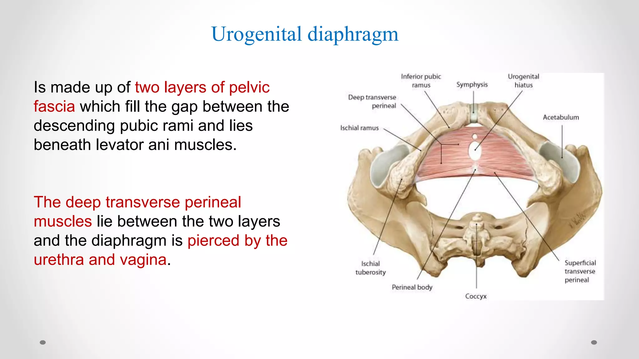 Anatomy and embryology of female reproductive system | PPTX