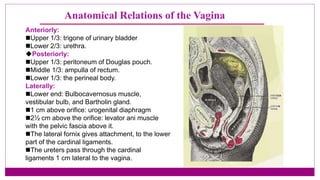Anatomy and embryology of female reproductive system | PPTX