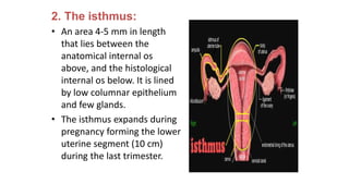 Anatomy and embryology of female reproductive system | PPTX