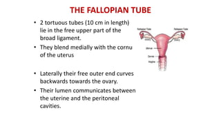 Anatomy and embryology of female reproductive system | PPTX