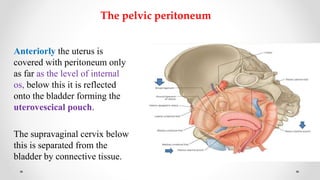 Anatomy and embryology of female reproductive system | PPTX