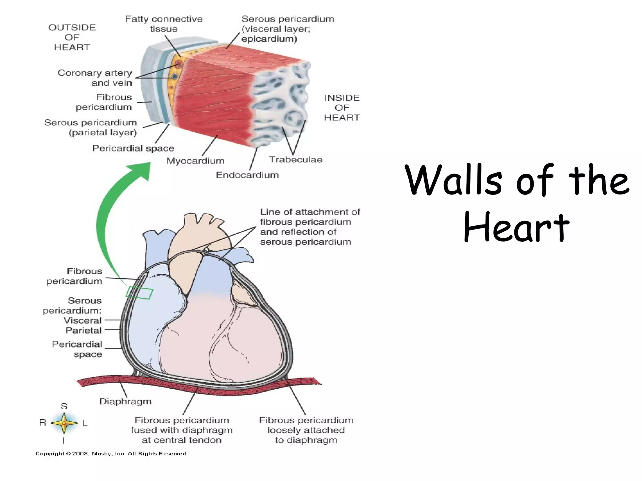 Anatomy and embryology of heart | PPT