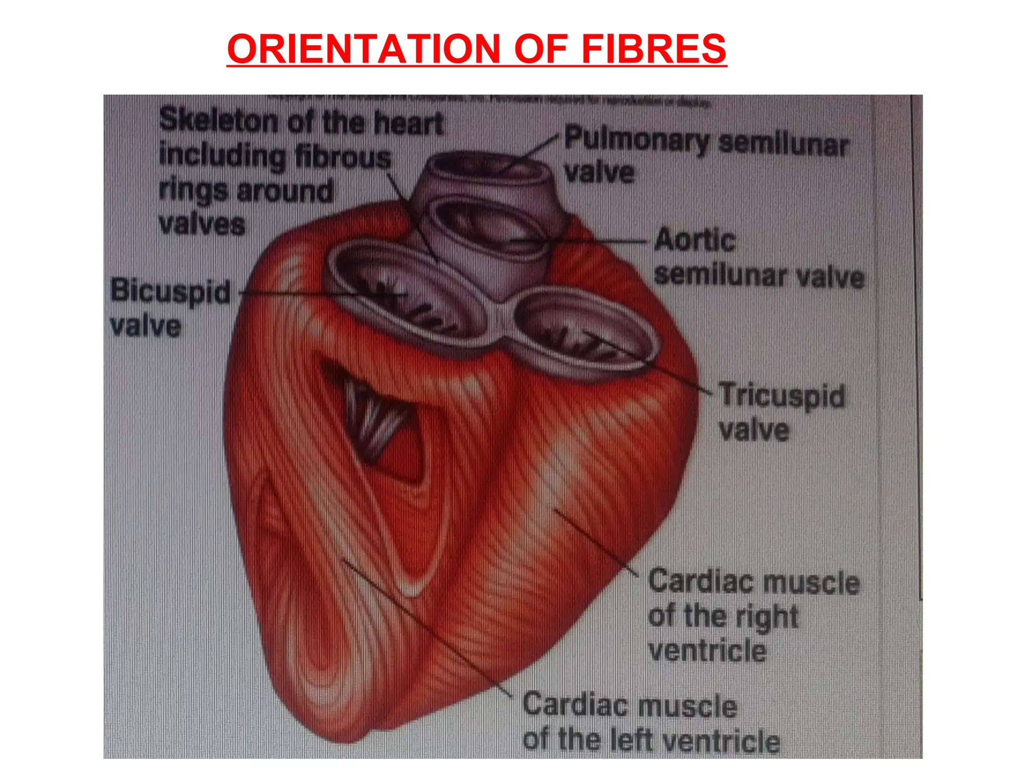 Anatomy and embryology of heart | PPT