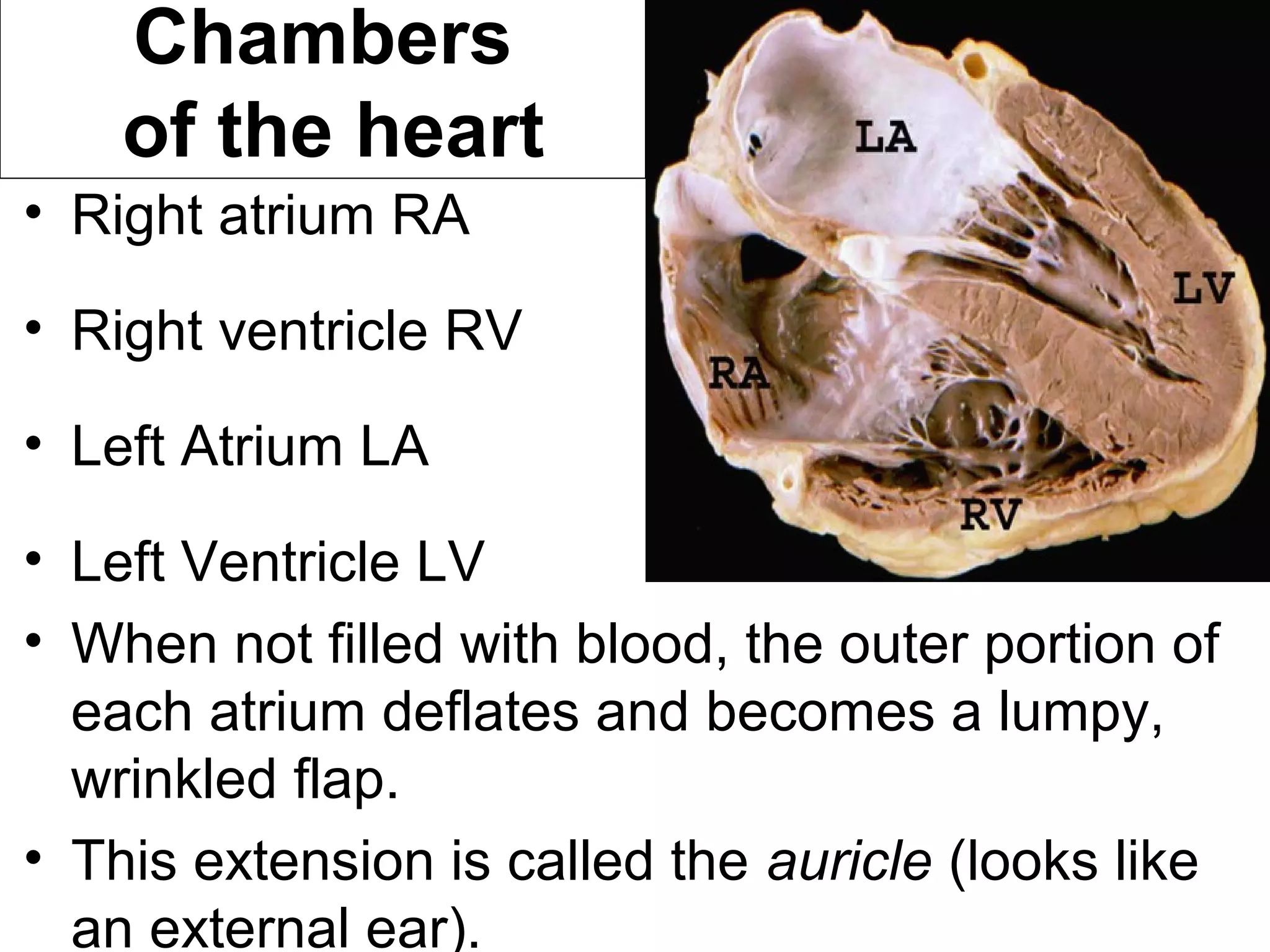 Anatomy and embryology of heart | PPT