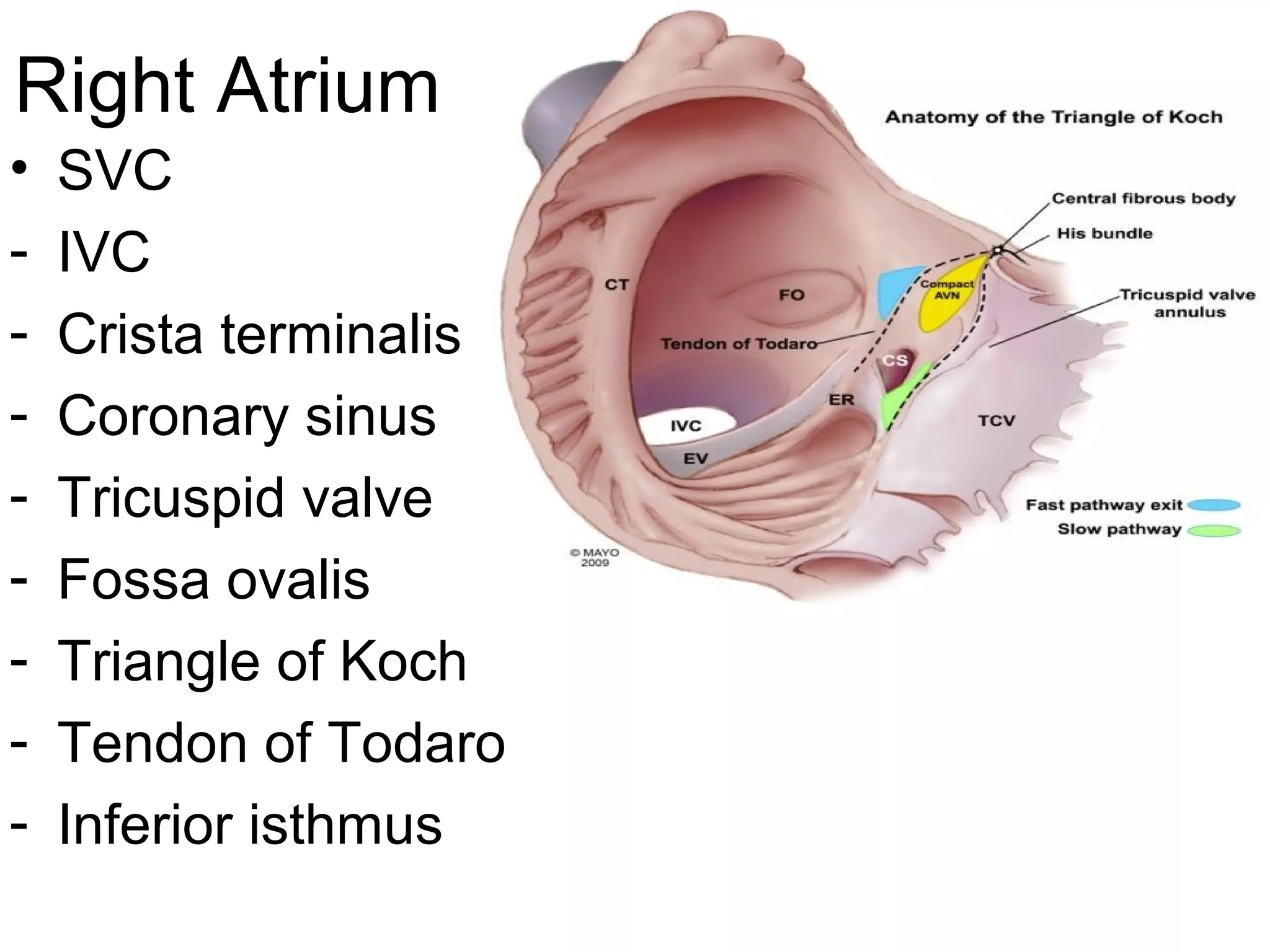 Anatomy and embryology of heart | PPT