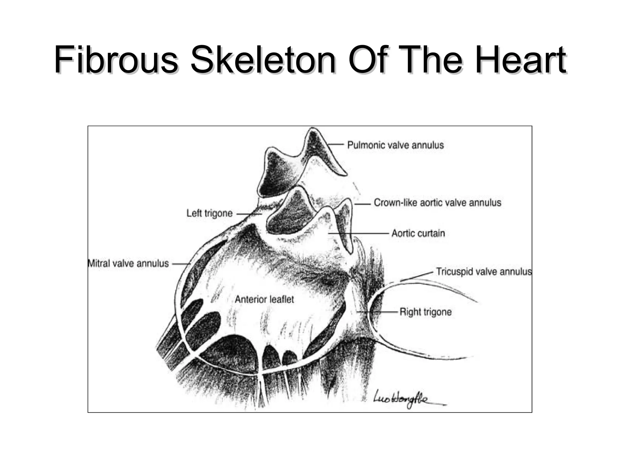 Anatomy and embryology of heart | PPT