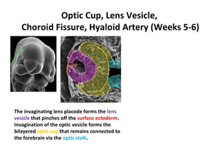 Anatomy and embryology of the eye 2011 | PPT