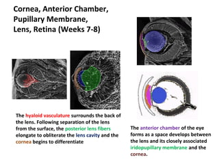 Anatomy and embryology of the eye 2011 | PPT