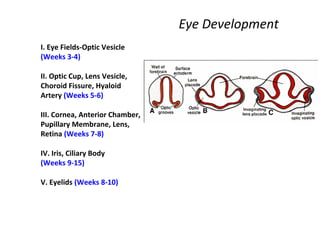 Anatomy and embryology of the eye 2011 | PPT