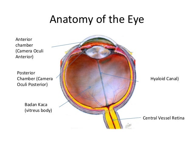 Anatomy and embryology of the eye 2011