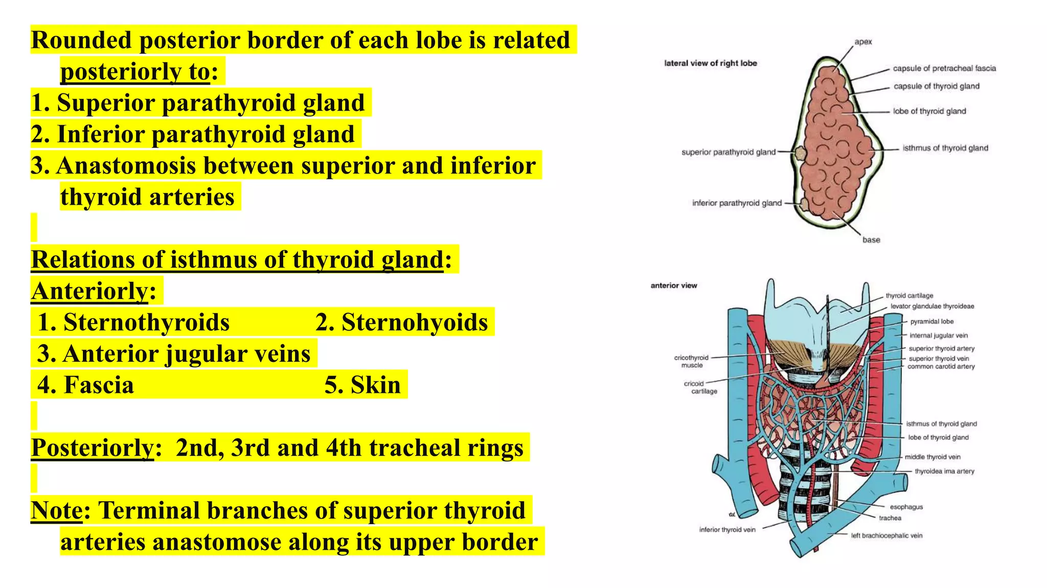 Anatomy and Embryology of thyroid and Parathyroid Glands 20.1.2022 Prof ...