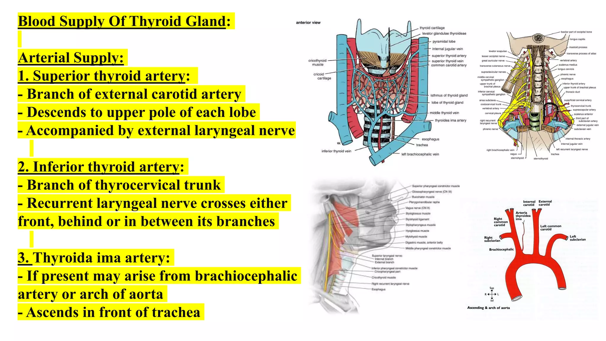 Anatomy and Embryology of thyroid and Parathyroid Glands 20.1.2022 Prof ...