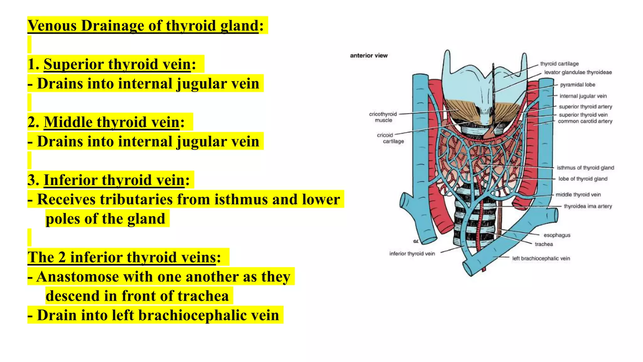 Anatomy and Embryology of thyroid and Parathyroid Glands 20.1.2022 Prof ...