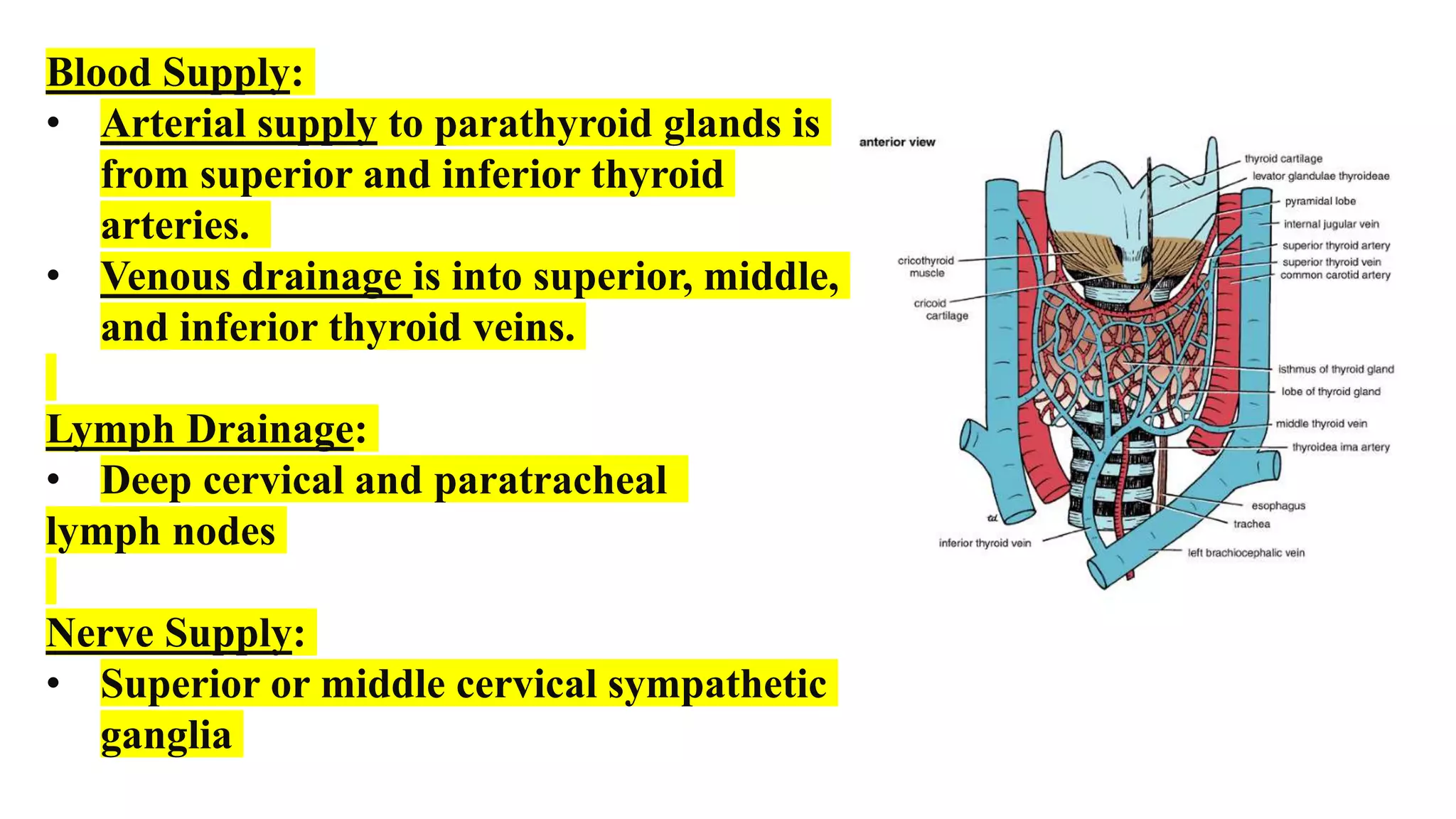 Anatomy and Embryology of thyroid and Parathyroid Glands 20.1.2022 Prof ...