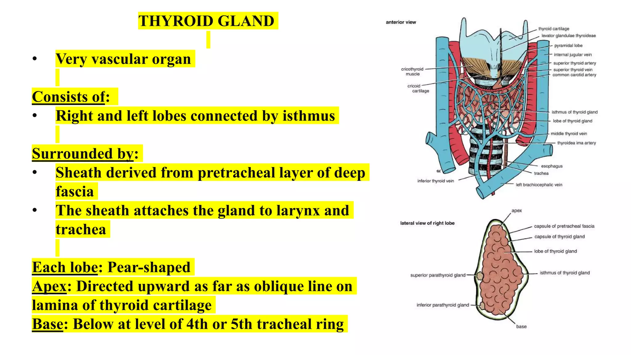 Anatomy and Embryology of thyroid and Parathyroid Glands 20.1.2022 Prof ...