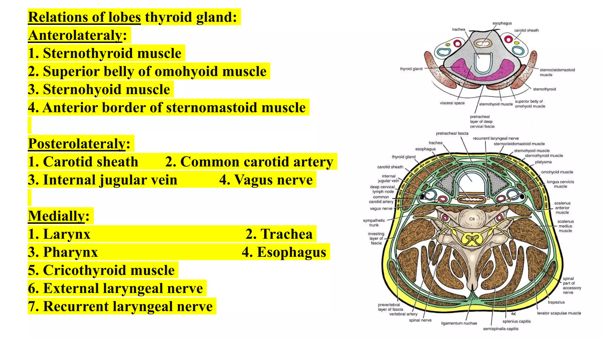Anatomy and Embryology of thyroid and Parathyroid Glands 20.1.2022 Prof ...