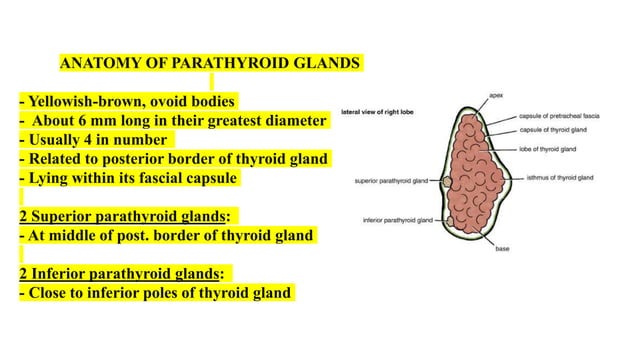 Anatomy and Embryology of thyroid and Parathyroid Glands 20.1.2022 Prof ...