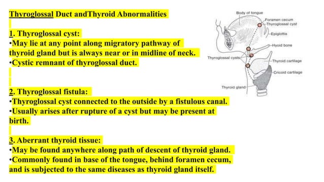 Anatomy and Embryology of thyroid and Parathyroid Glands 20.1.2022 Prof ...