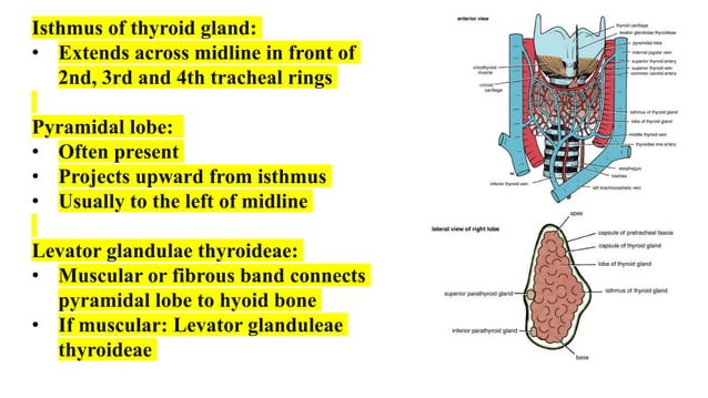 Anatomy and Embryology of thyroid and Parathyroid Glands 20.1.2022 Prof ...