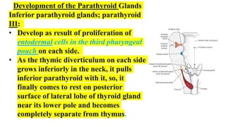 Parathyroid Embryology