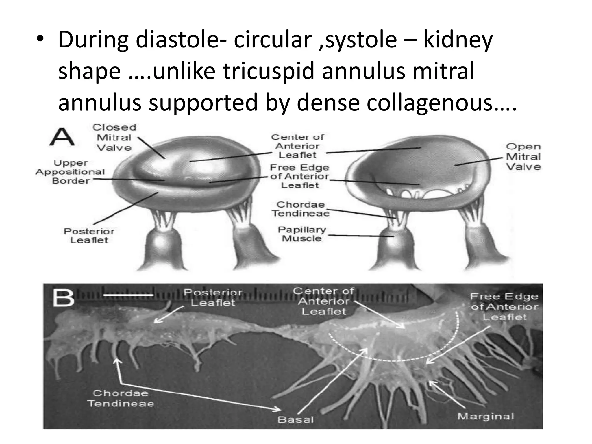 Anatomy and embryology of valves | PPTX