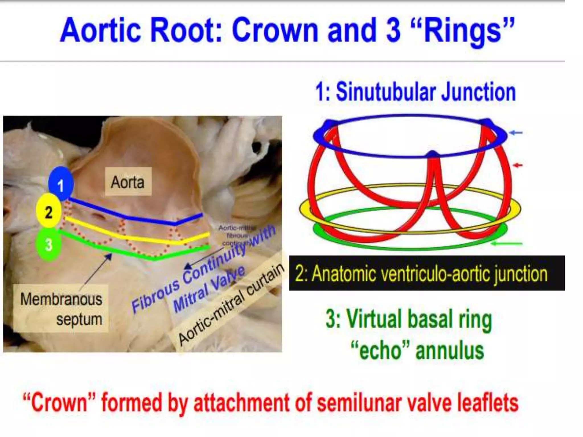 Anatomy and embryology of valves | PPTX