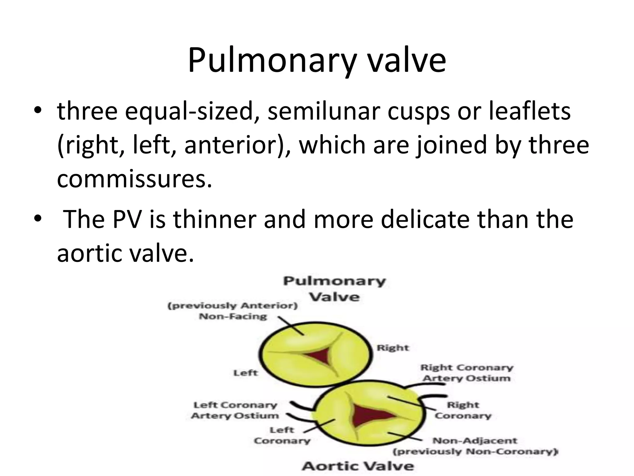 Anatomy and embryology of valves | PPTX