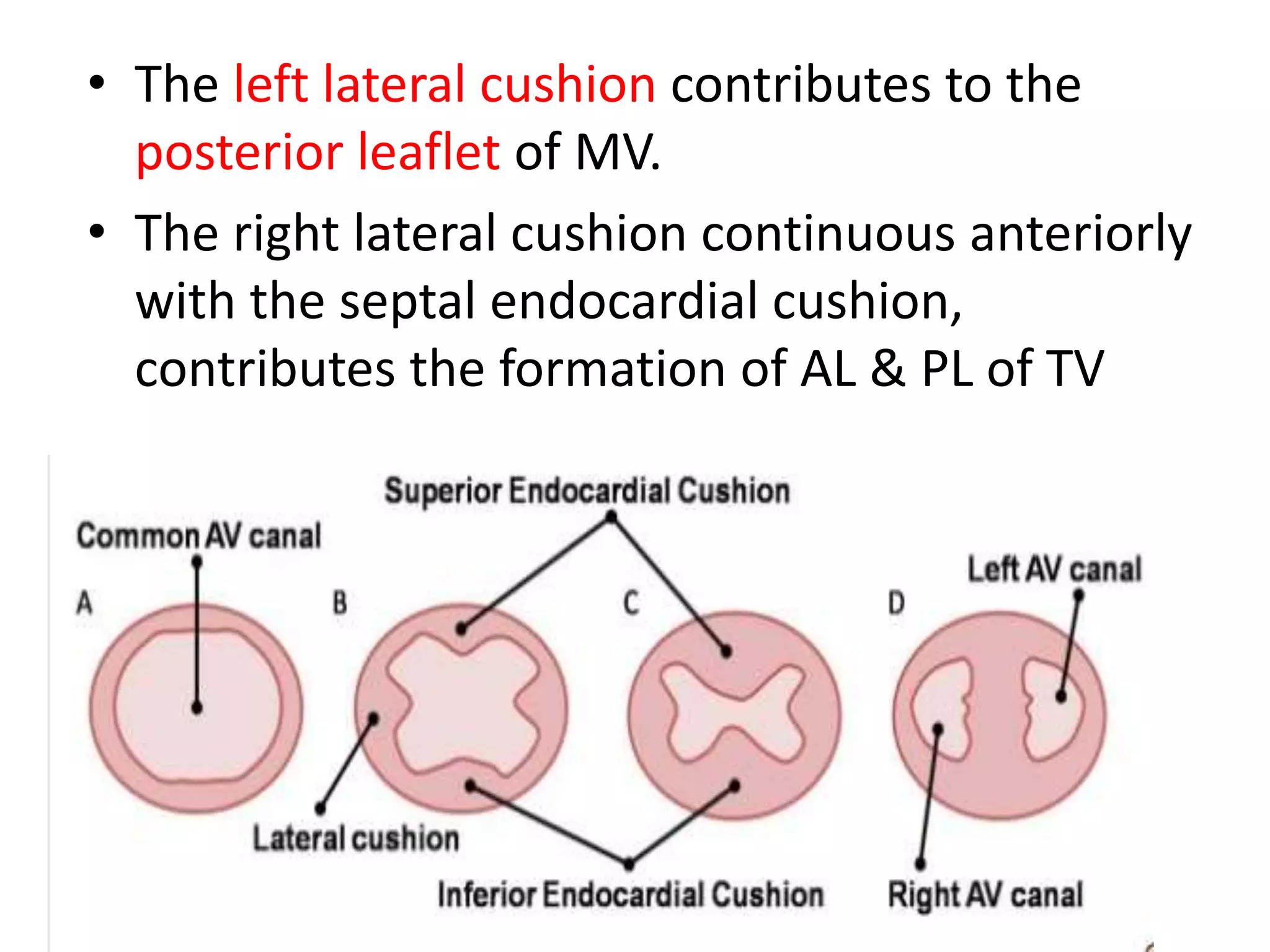 Anatomy and embryology of valves | PPTX