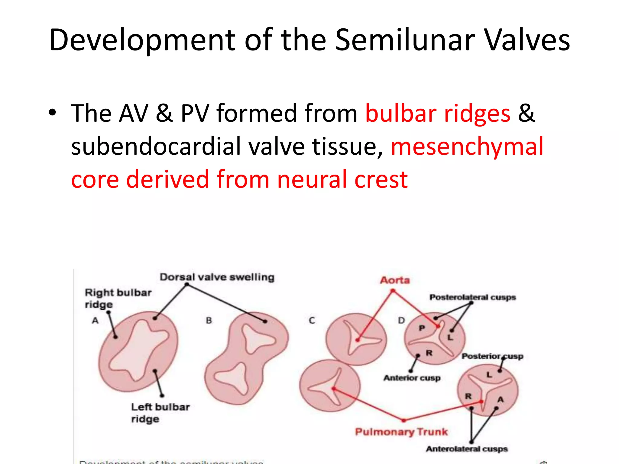 Anatomy and embryology of valves | PPTX