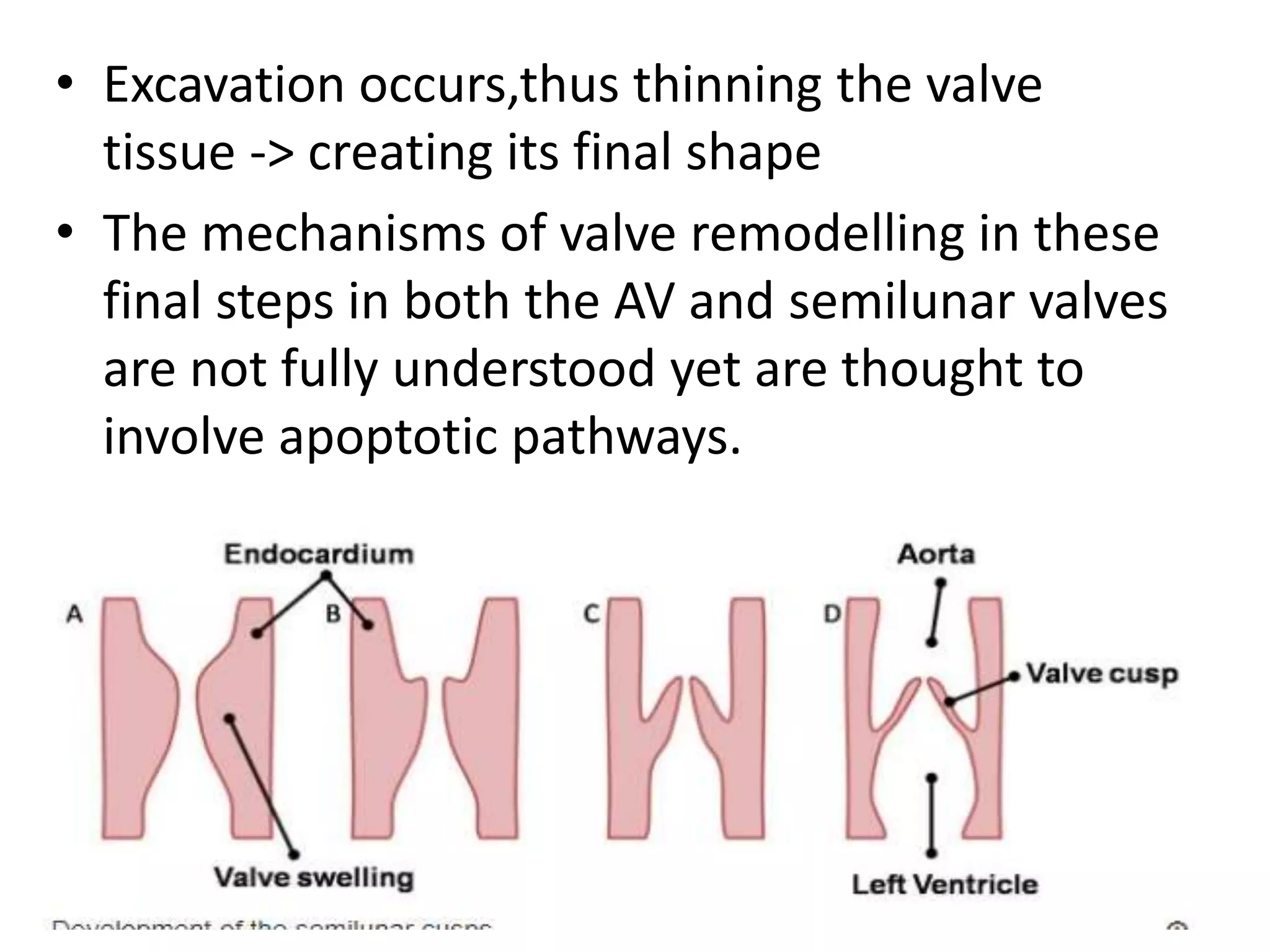 Anatomy and embryology of valves | PPTX