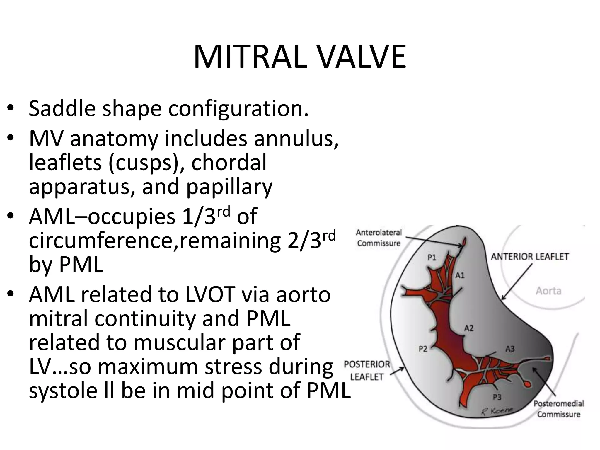 Anatomy and embryology of valves | PPTX