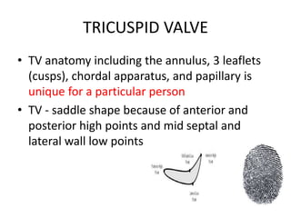 Anatomy and embryology of valves | PPTX