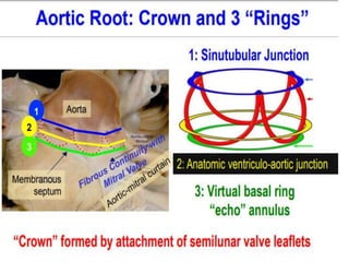 Anatomy and embryology of valves | PPTX