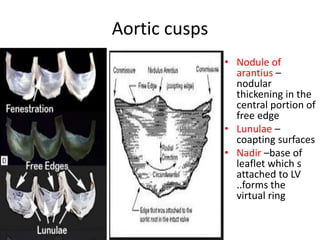 Anatomy and embryology of valves | PPTX