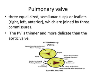 Anatomy and embryology of valves | PPTX