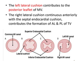 Anatomy and embryology of valves | PPTX