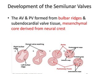 Anatomy and embryology of valves | PPTX