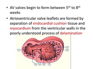 Atrioventricular Valve