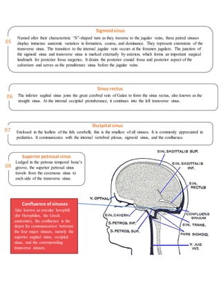 Anatomy and function of the dural venous sinuses | DOCX | Ear, Nose and ...