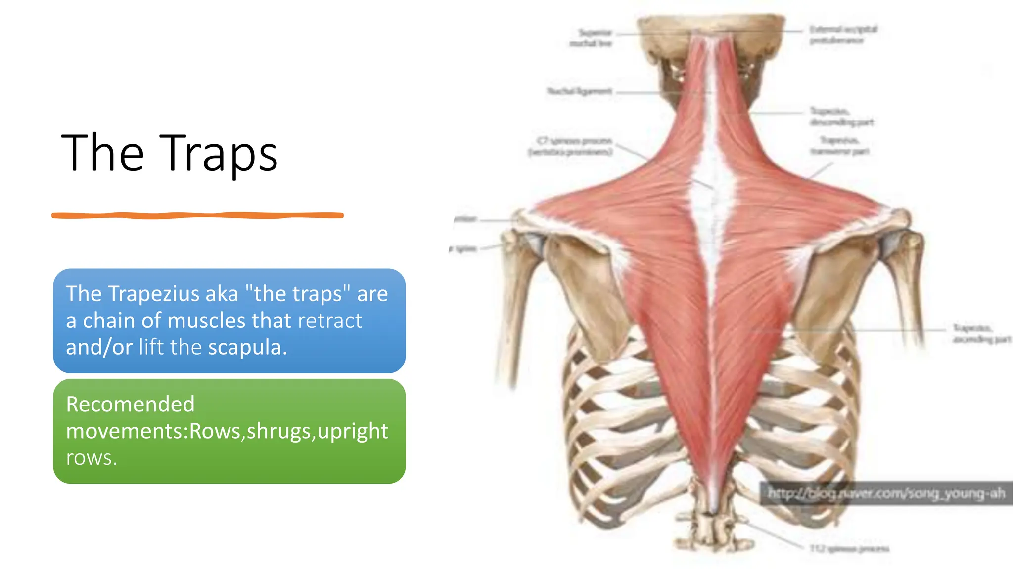 Anatomy and function of the superficial muscles.pptx