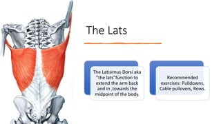 Anatomy and function of the superficial muscles.pptx