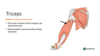Anatomy and function of the superficial muscles.pptx