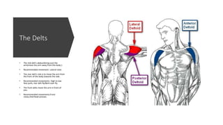 Anatomy and function of the superficial muscles.pptx