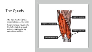 Anatomy and function of the superficial muscles.pptx